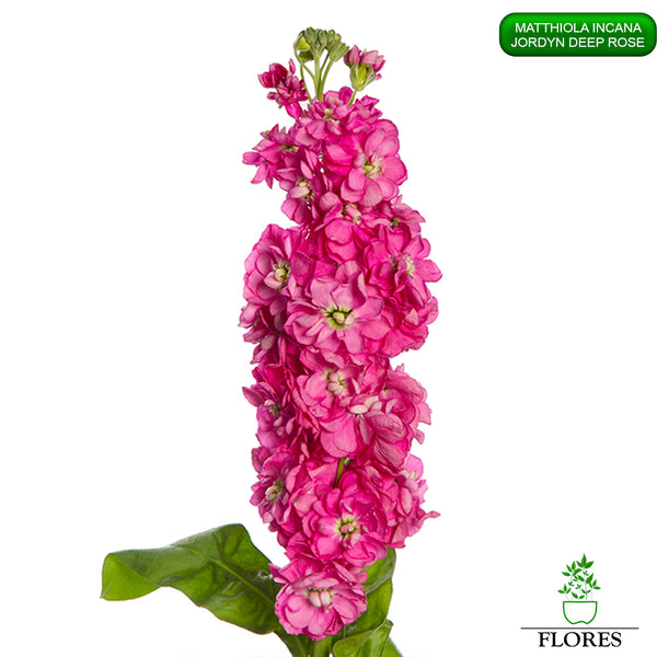Matthiola Incana Jordyn Deep Rose Sēklas | Floreseurope.com ...