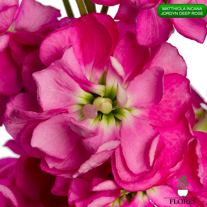 Matthiola Incana Jordyn Deep Rose Sēklas | Floreseurope.com ...