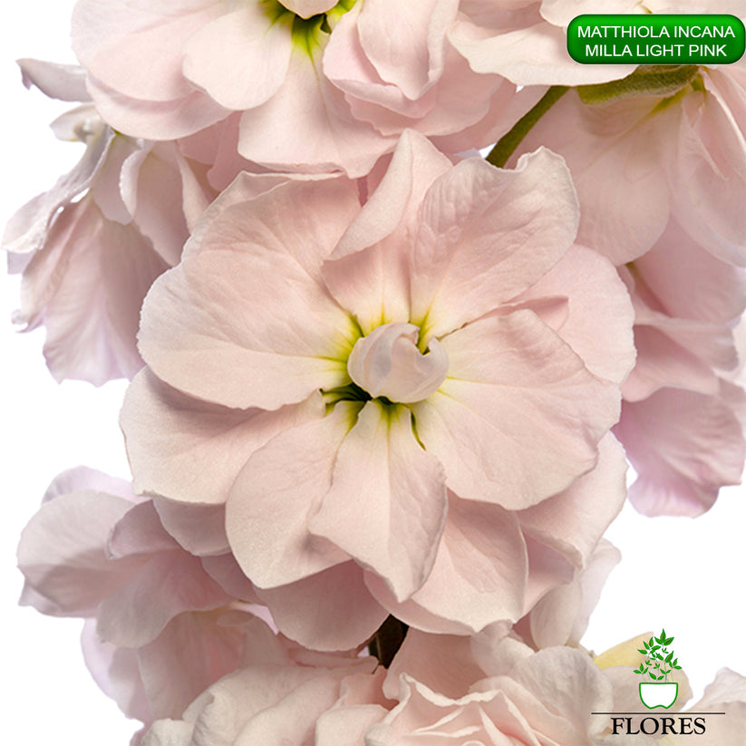Matthiola Incana Milla Light Pink Sēklas | Floreseurope.com ...